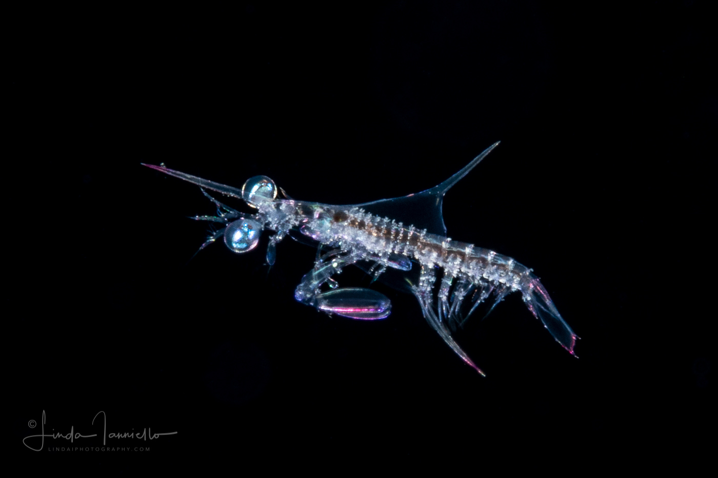 Mantis Shrimp Larva Archives Linda I Photography Mantis Shrimp Larva Archives Linda I Photography