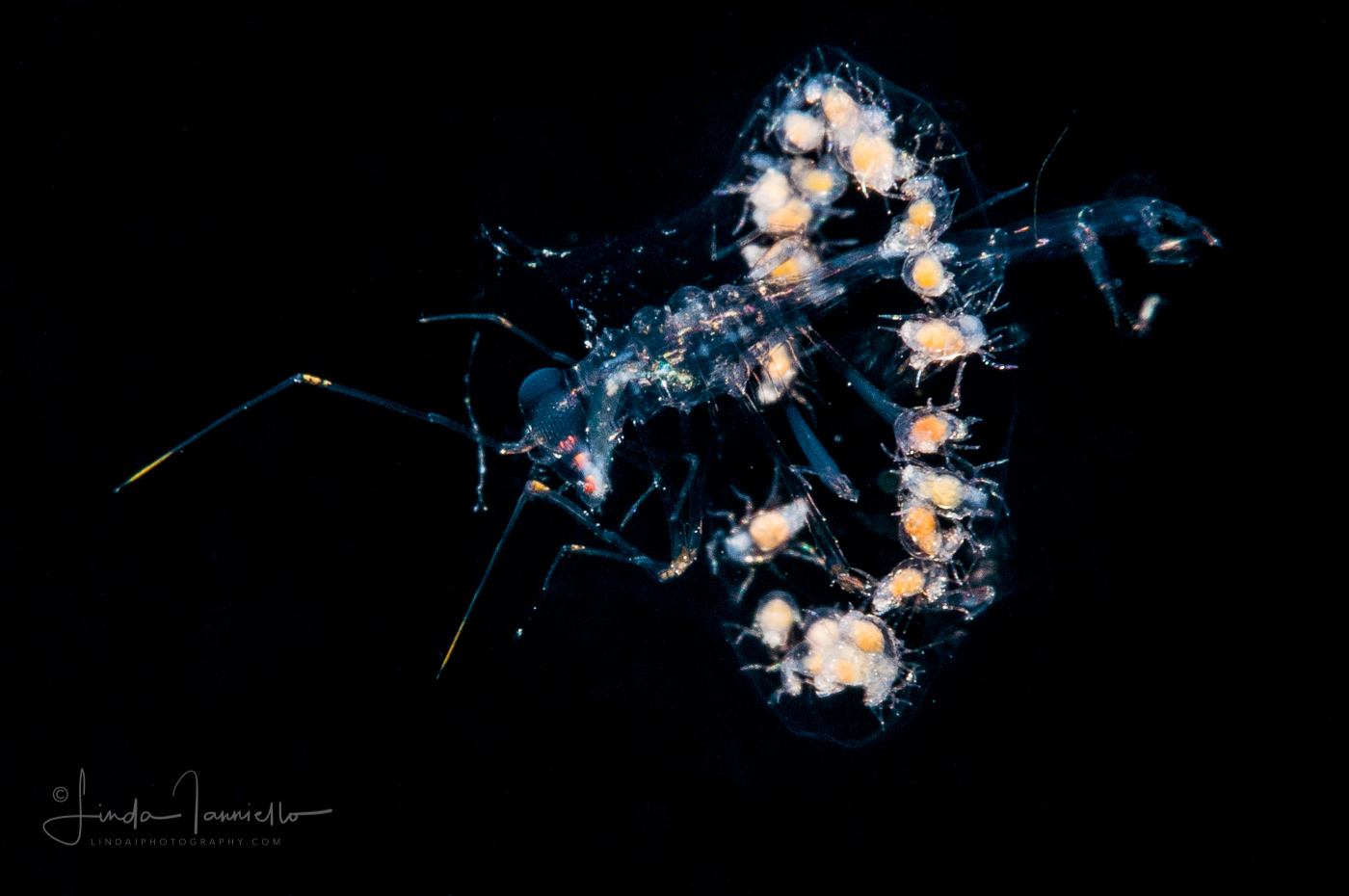 Phronima - Pelagic Amphipod - With Babies - Probably Phronimella elongata