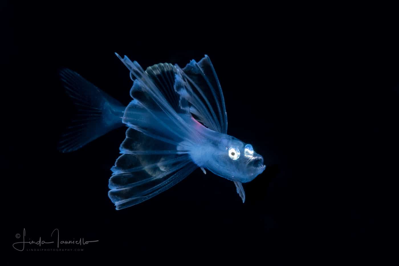 Tripod Fish Larva - Bathypterois