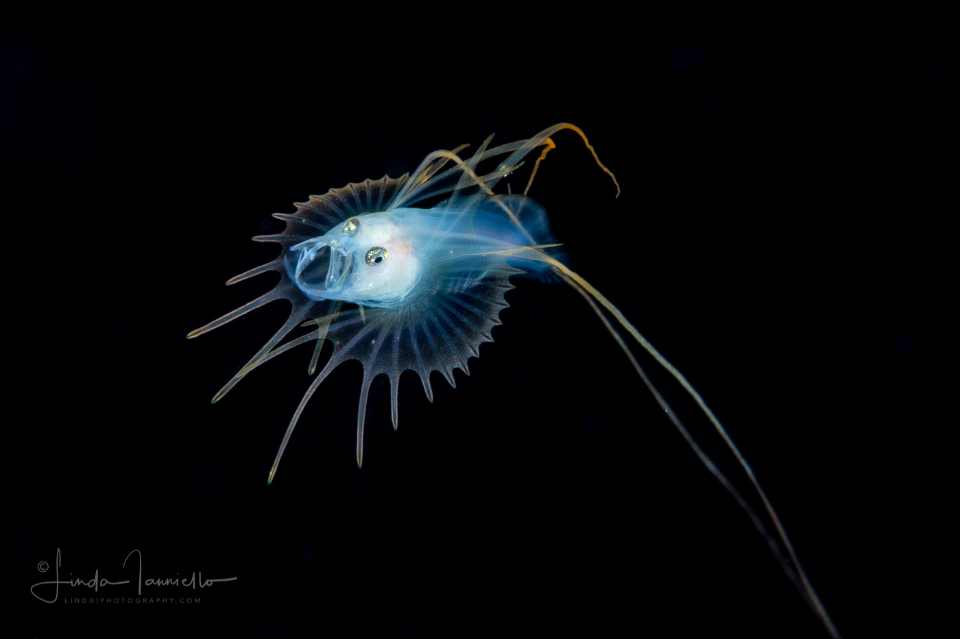 Cusk Eel - Bony-Eared Assfish Larva - Ophidiidae Family - Acanthonus ...