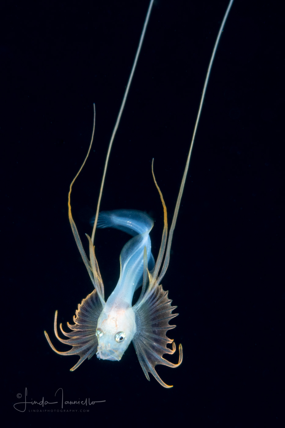 Cusk Eel - Bony-Eared Assfish Larva - Ophidiidae Family - Acanthonus ...