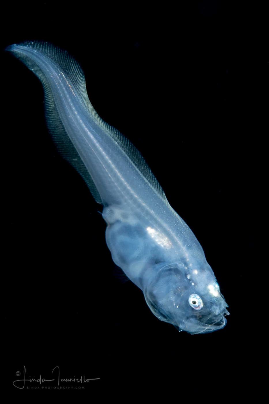 Cusk Eel - Ophidiidae Family - Monomitopus or Neobythites species