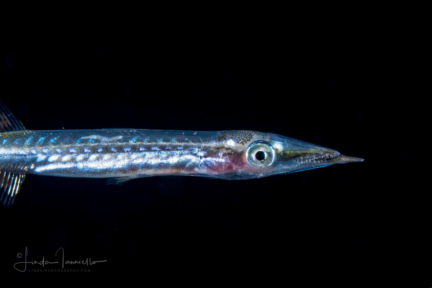 Halfbeak Juvenile - Hemiramphus - Hemiramphidae