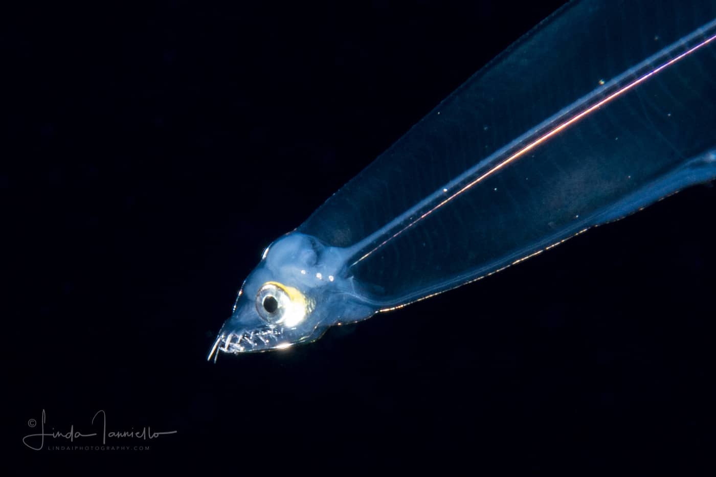 Leptocephalus Eel Larva