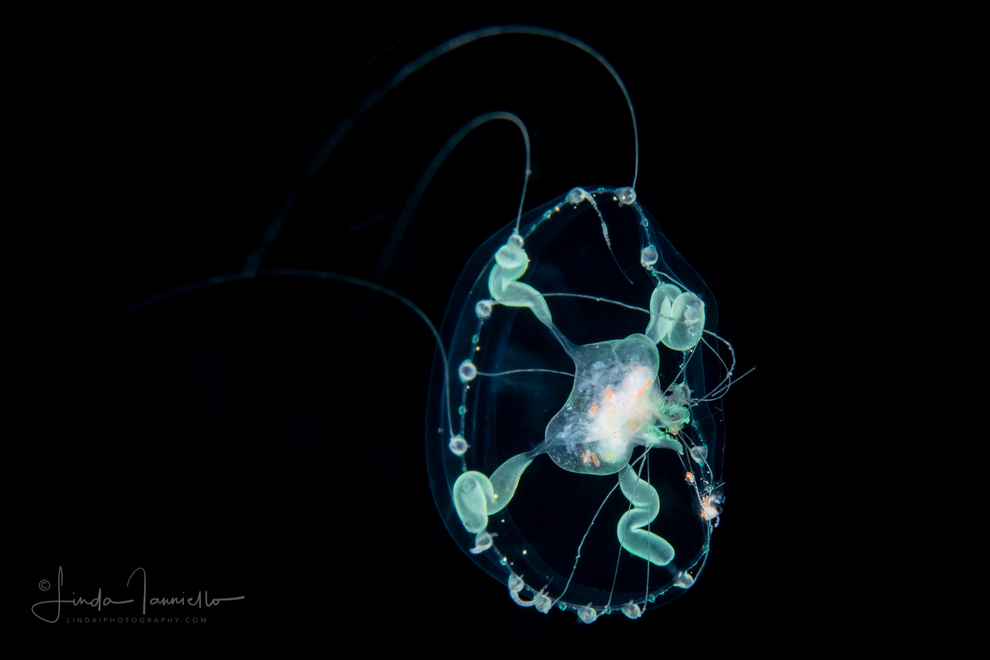 Hydromedusa - Leptothecata - Clytia sp.
