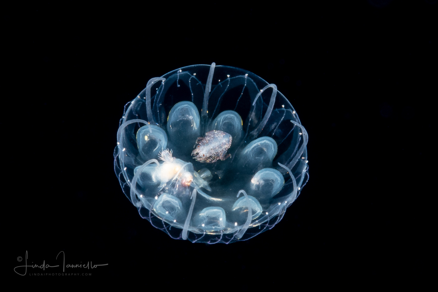 Scyphozoa - Coronatae - Nausithoe sp.