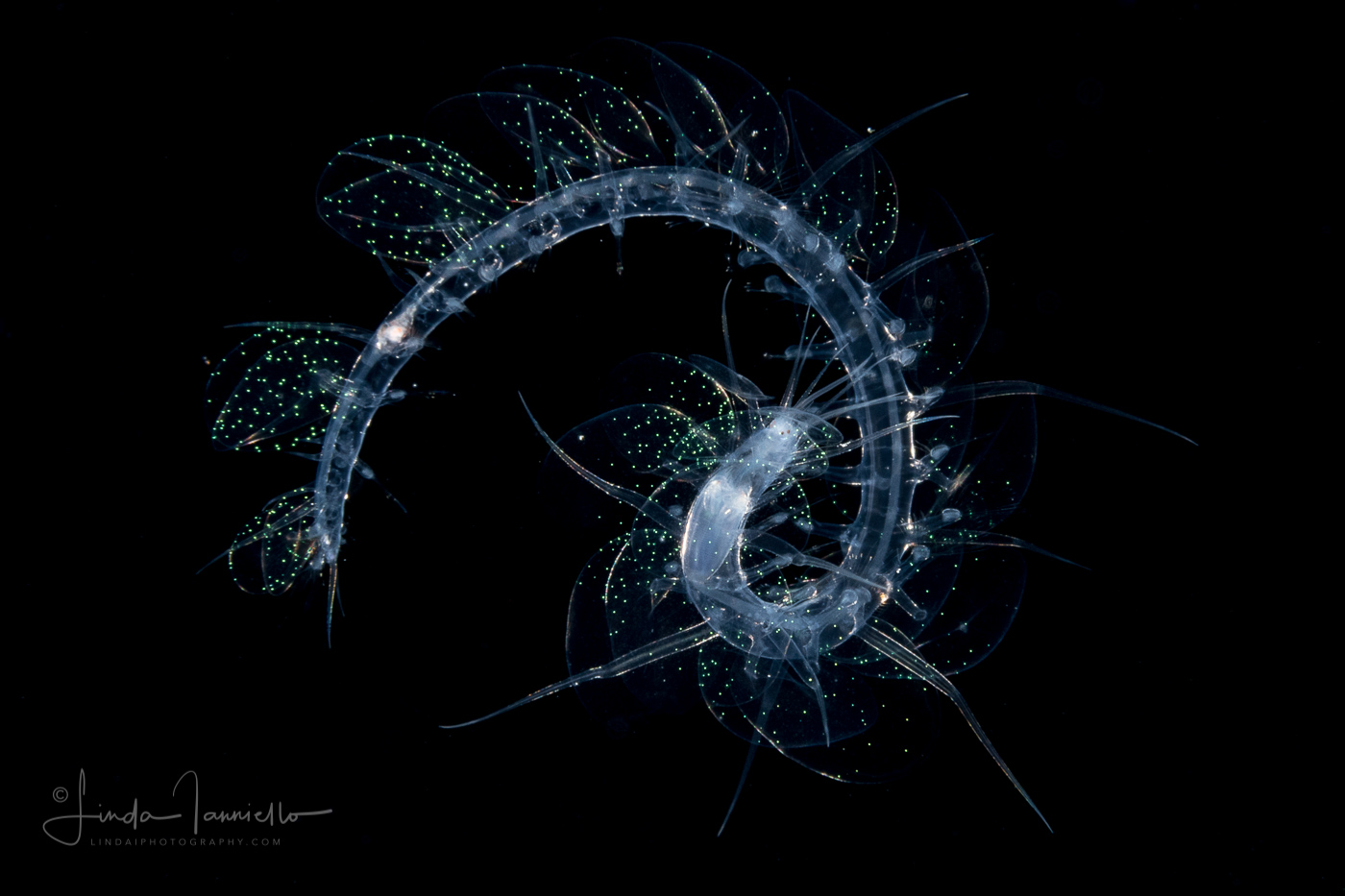 Holopelagic Scale Worm - Polynoidae - Genus Drieschia