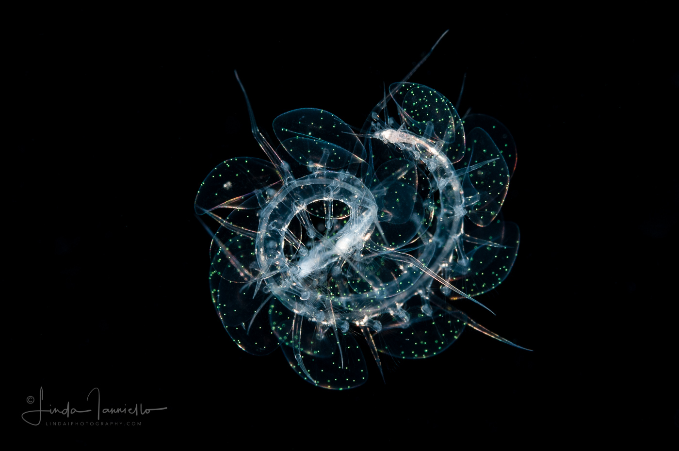 Holopelagic Scale Worm - Polynoidae - Genus Drieschia