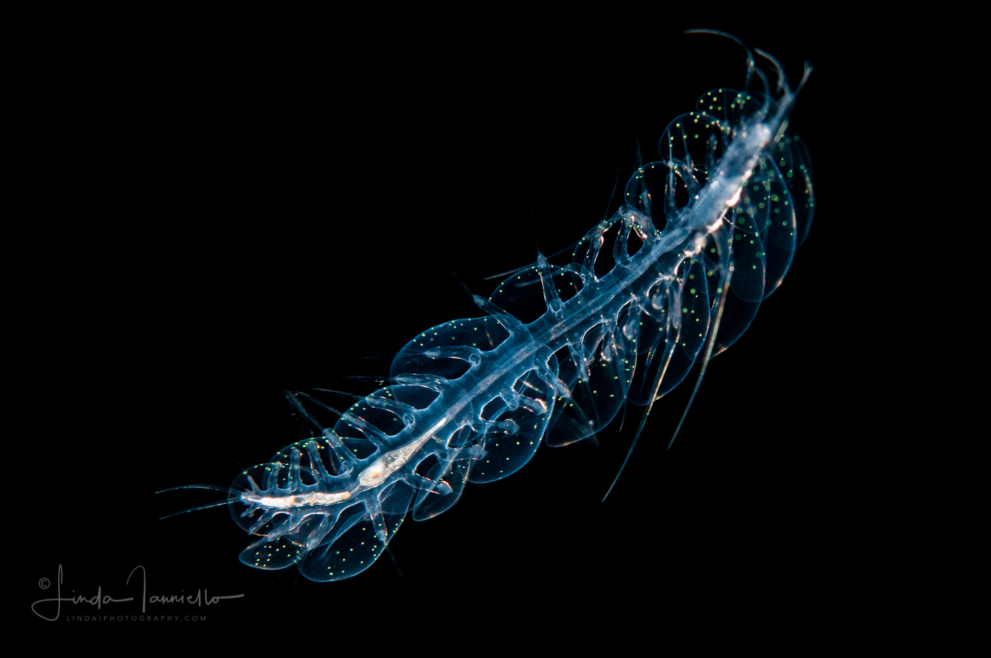 Holopelagic Scale Worm - Polynoidae - Genus Drieschia