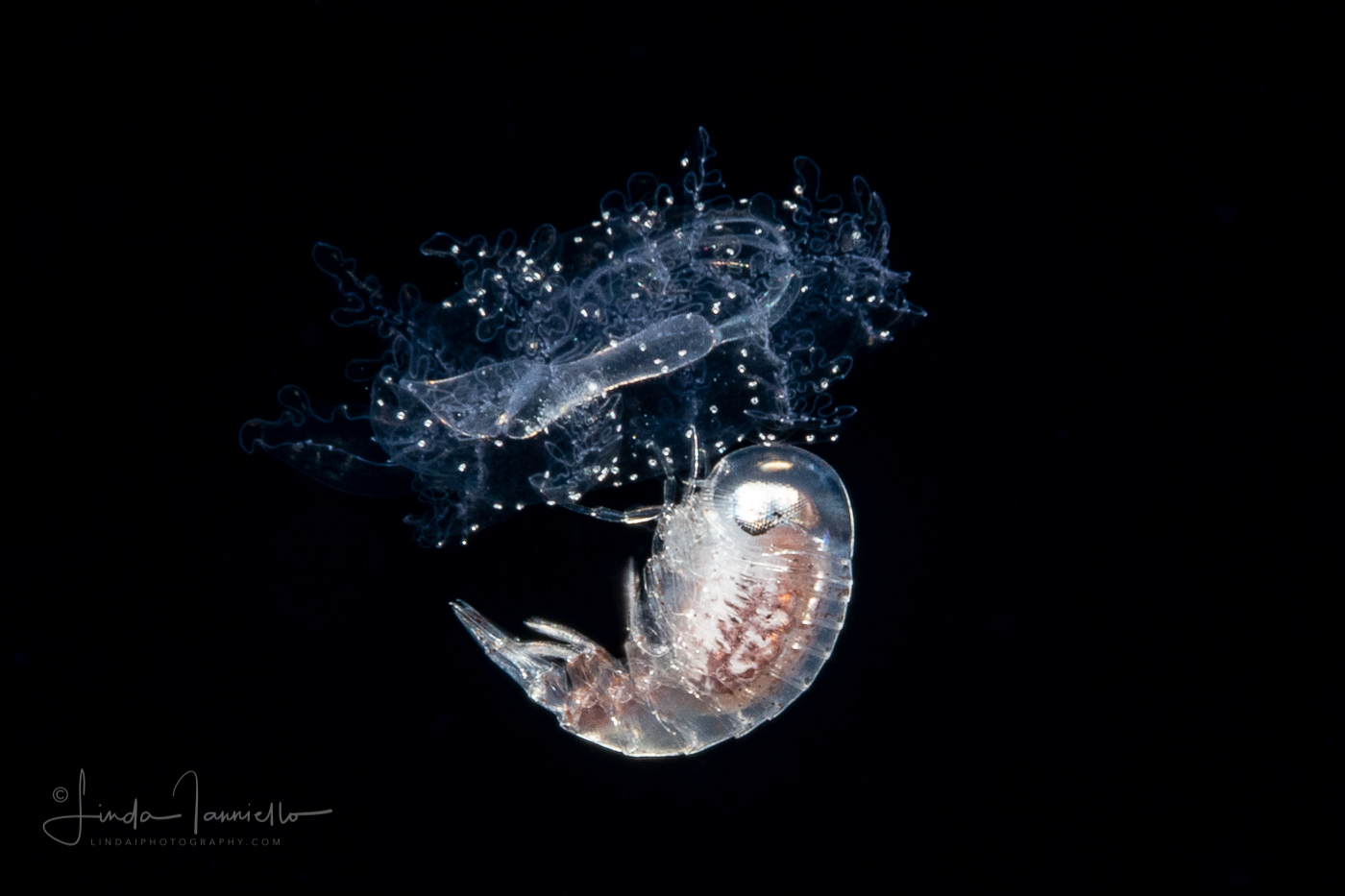 Hyperiid Amphipod on a Giant Auricularia Larva - Auricularia is a larva ...