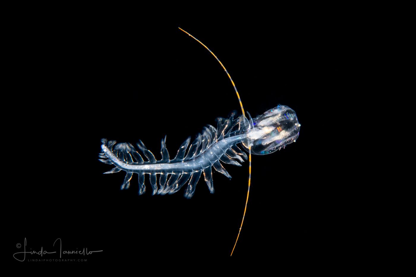 Pelagic Polychaete Worm - Tomopteris - With Cydippida Ctenophore (Comb ...