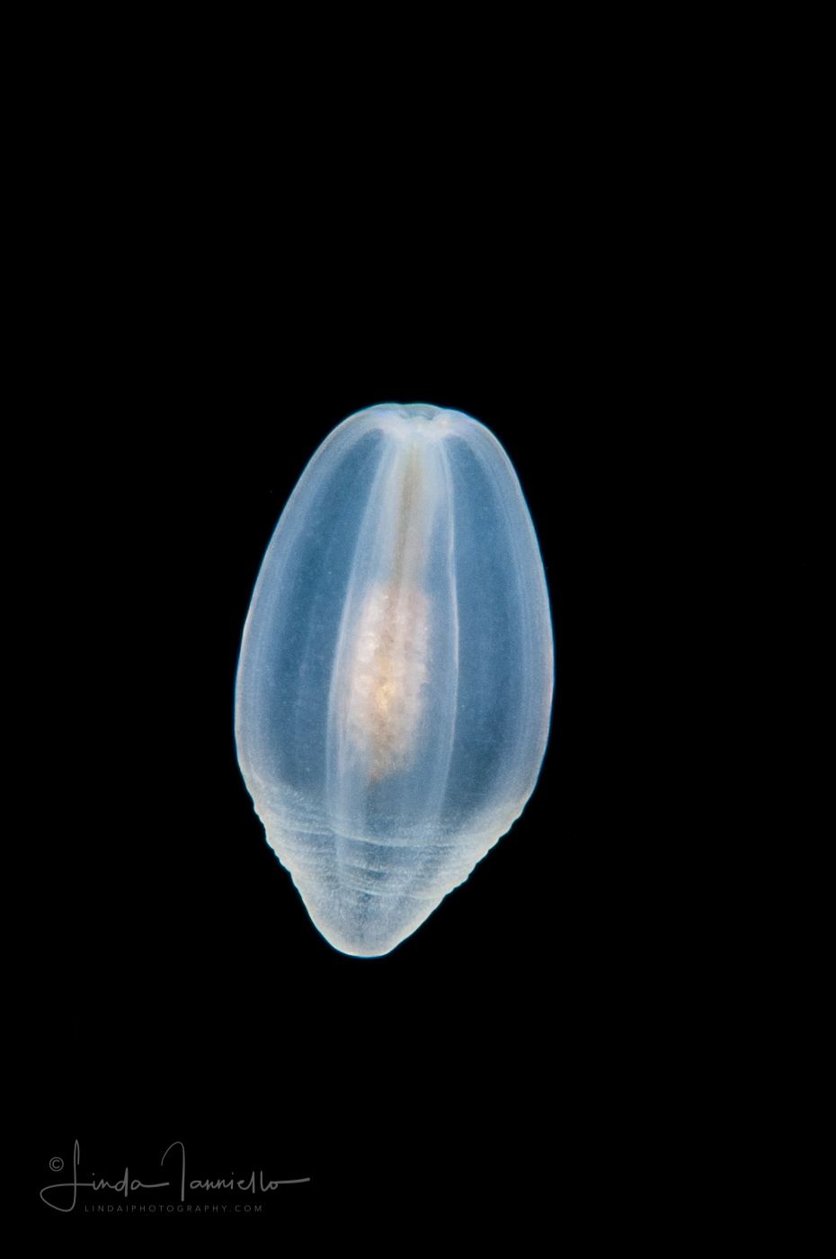 Sea Anemone Larva