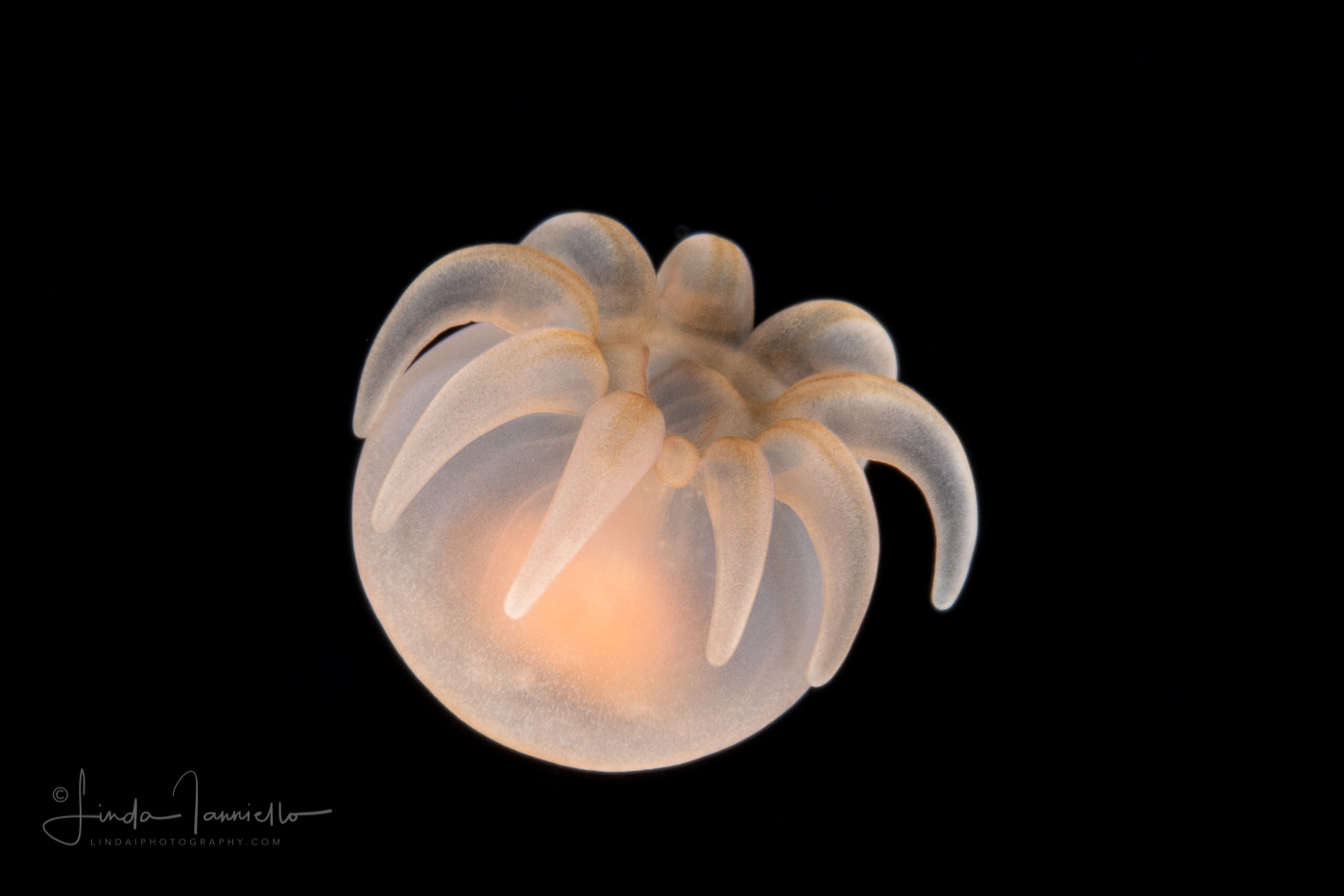 Sea Anemone Larva - Actiniaria - Peachia species?