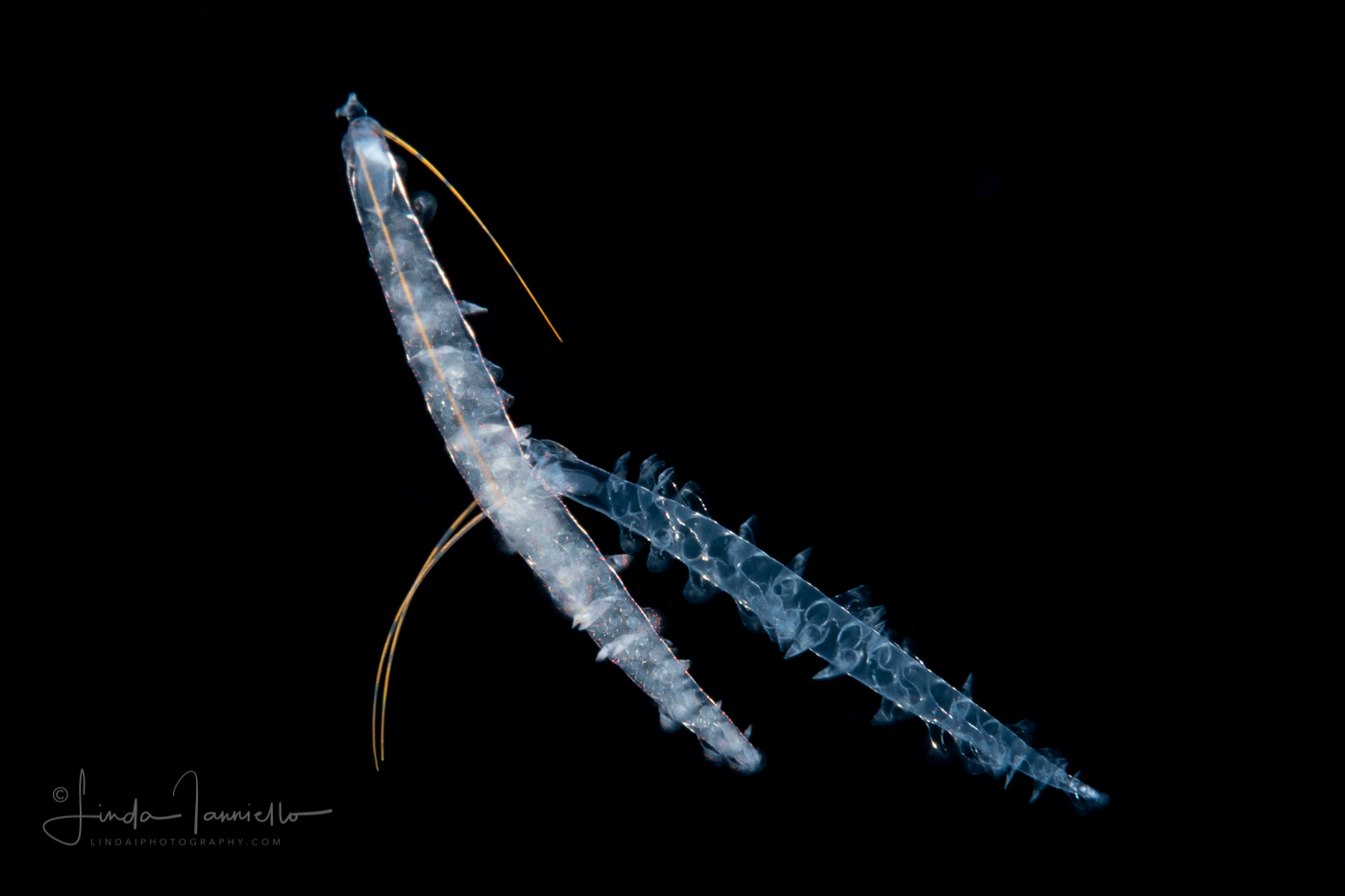 Two Pelagic Polychaete Worms - Tomopteris - Mating