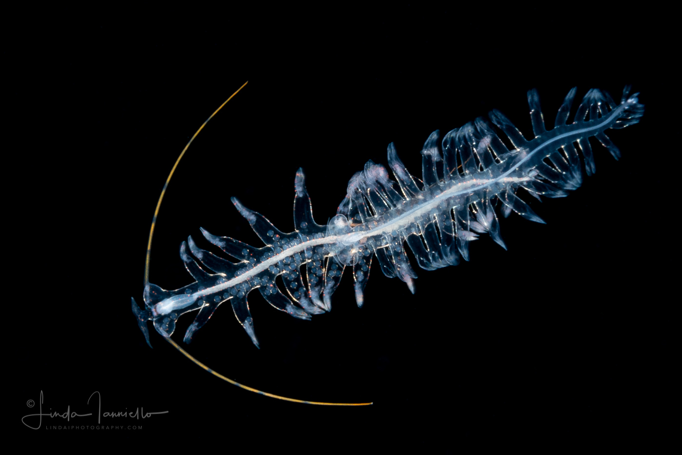 Two Pelagic Polychaete Worms - Tomopteris - Mating