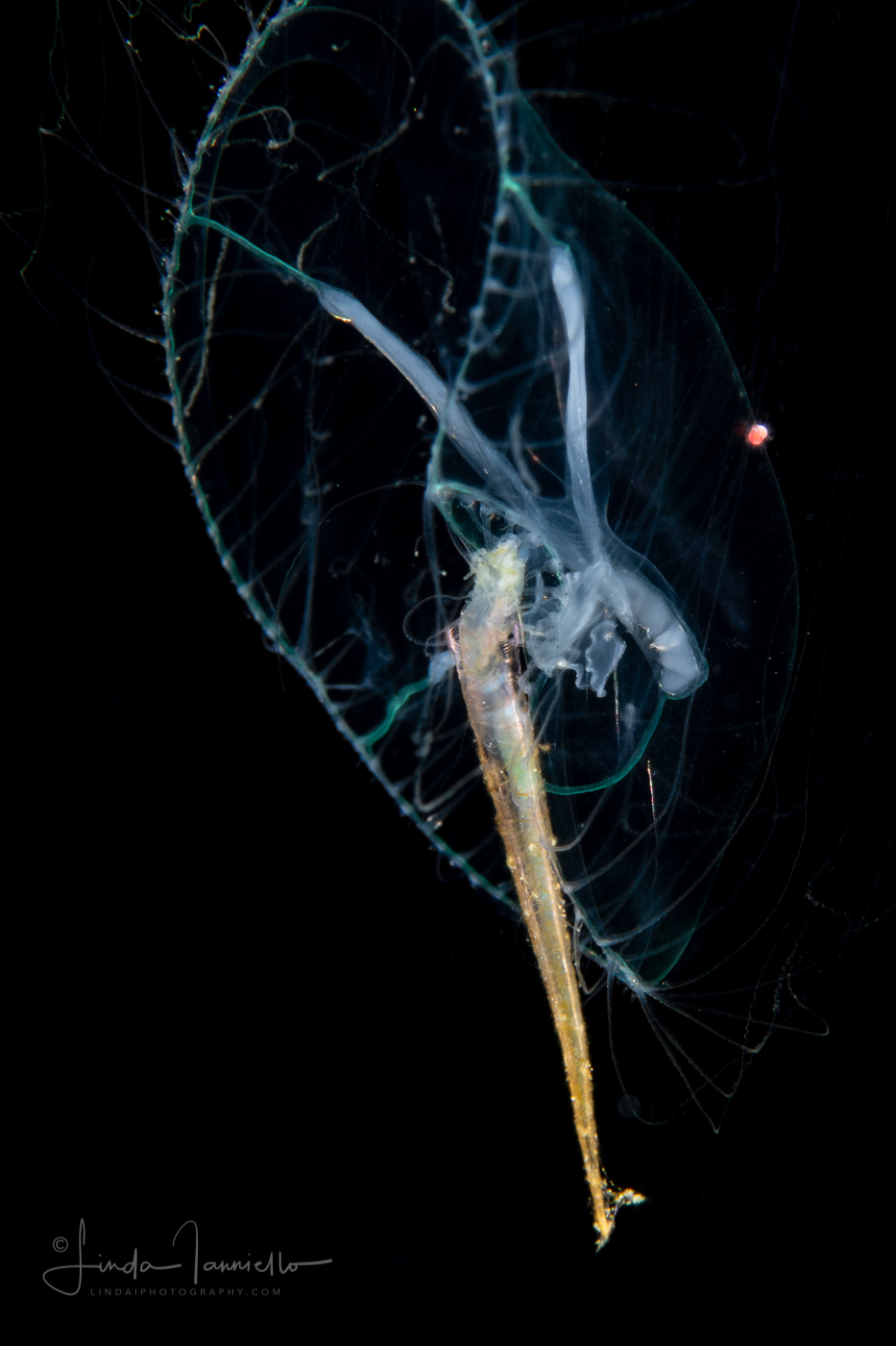 Hydromedusa - Leptothecata - Blackfordia virginica - feeding on Sea ...