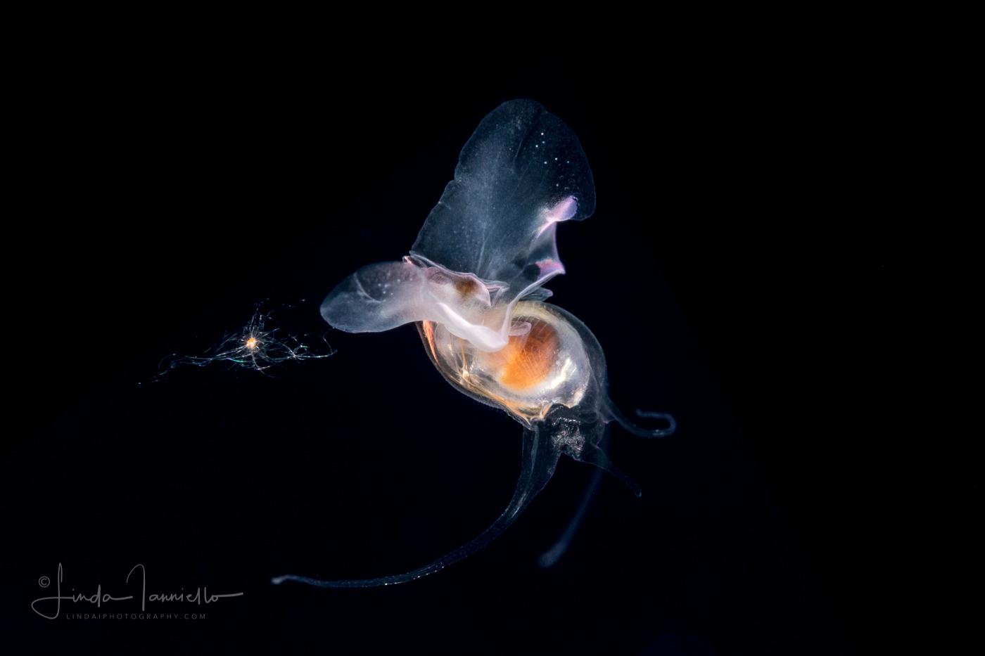 Sea Butterfly - Pteropoda - Euthecosomata - Diacavolinia sp.