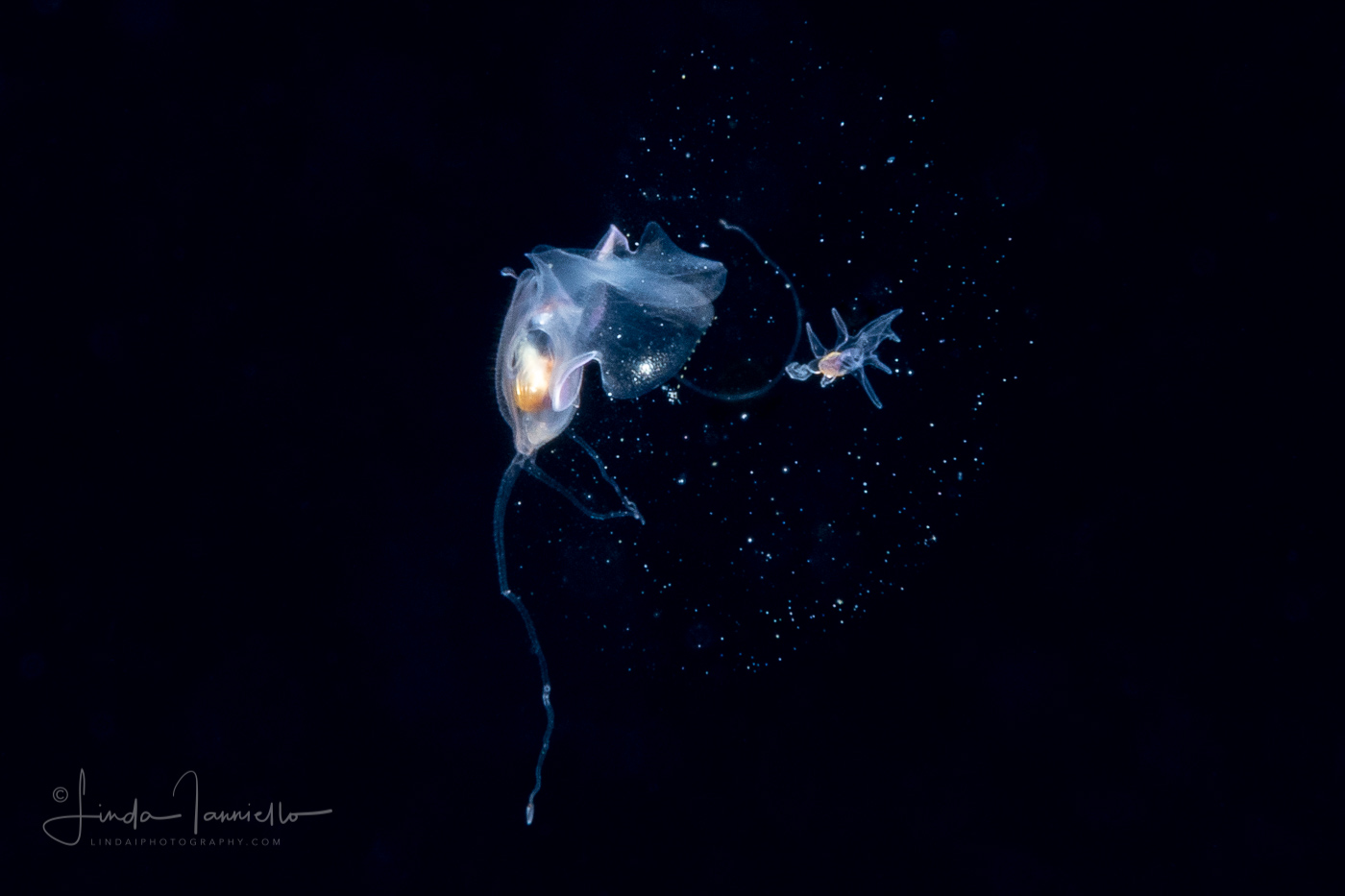 Sea Butterfly - Pteropoda - Euthecosomata - Diacavolinia sp. - mucous ...